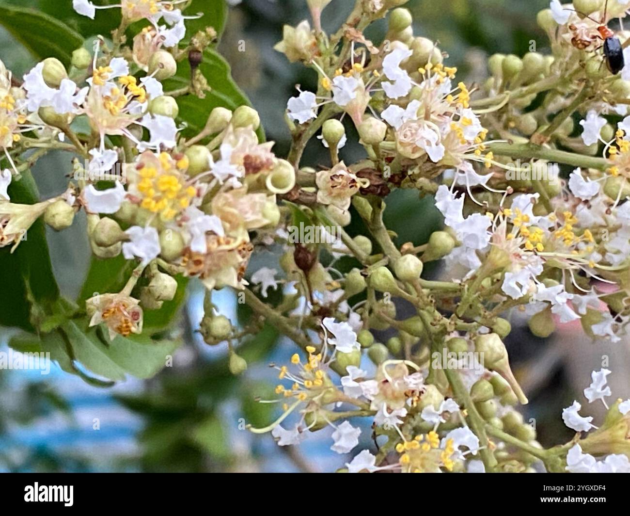 Subcostate Crape Myrtle (Lagerstroemia subcostata Stock Photo - Alamy