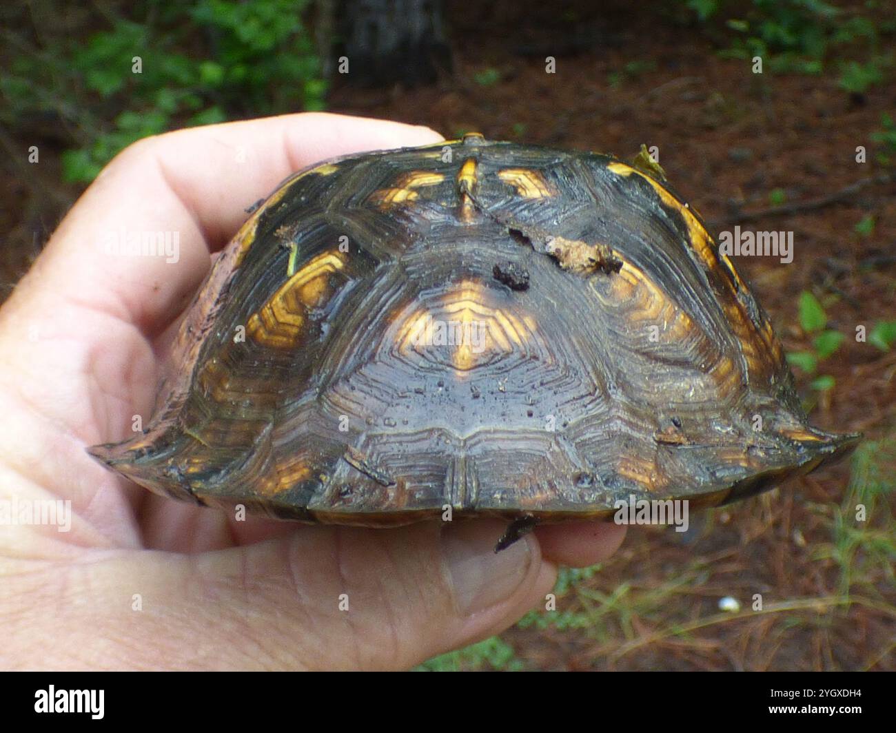 Eastern Box Turtle (Terrapene carolina carolina Stock Photo - Alamy