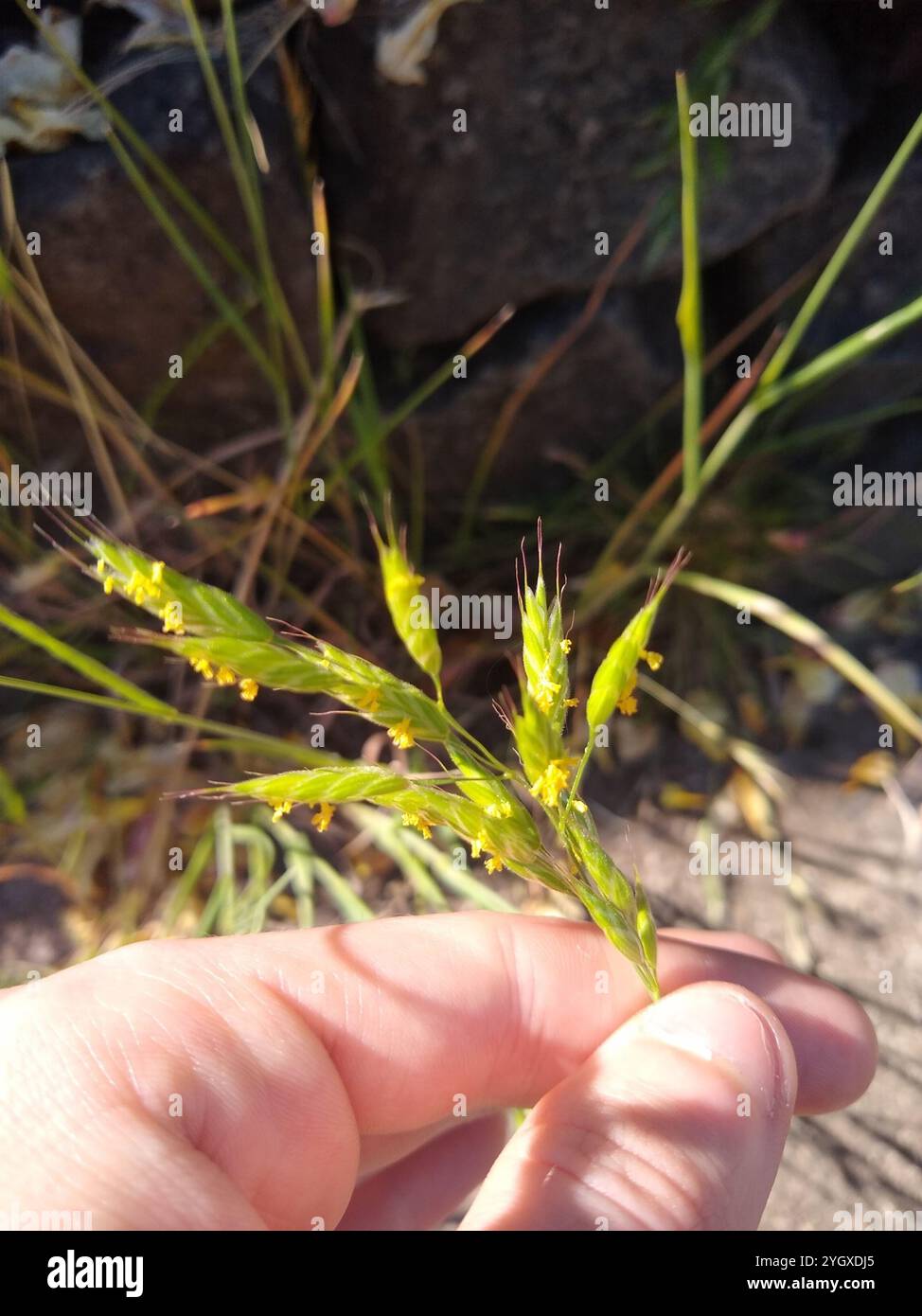 common soft brome (Bromus hordeaceus Stock Photo - Alamy