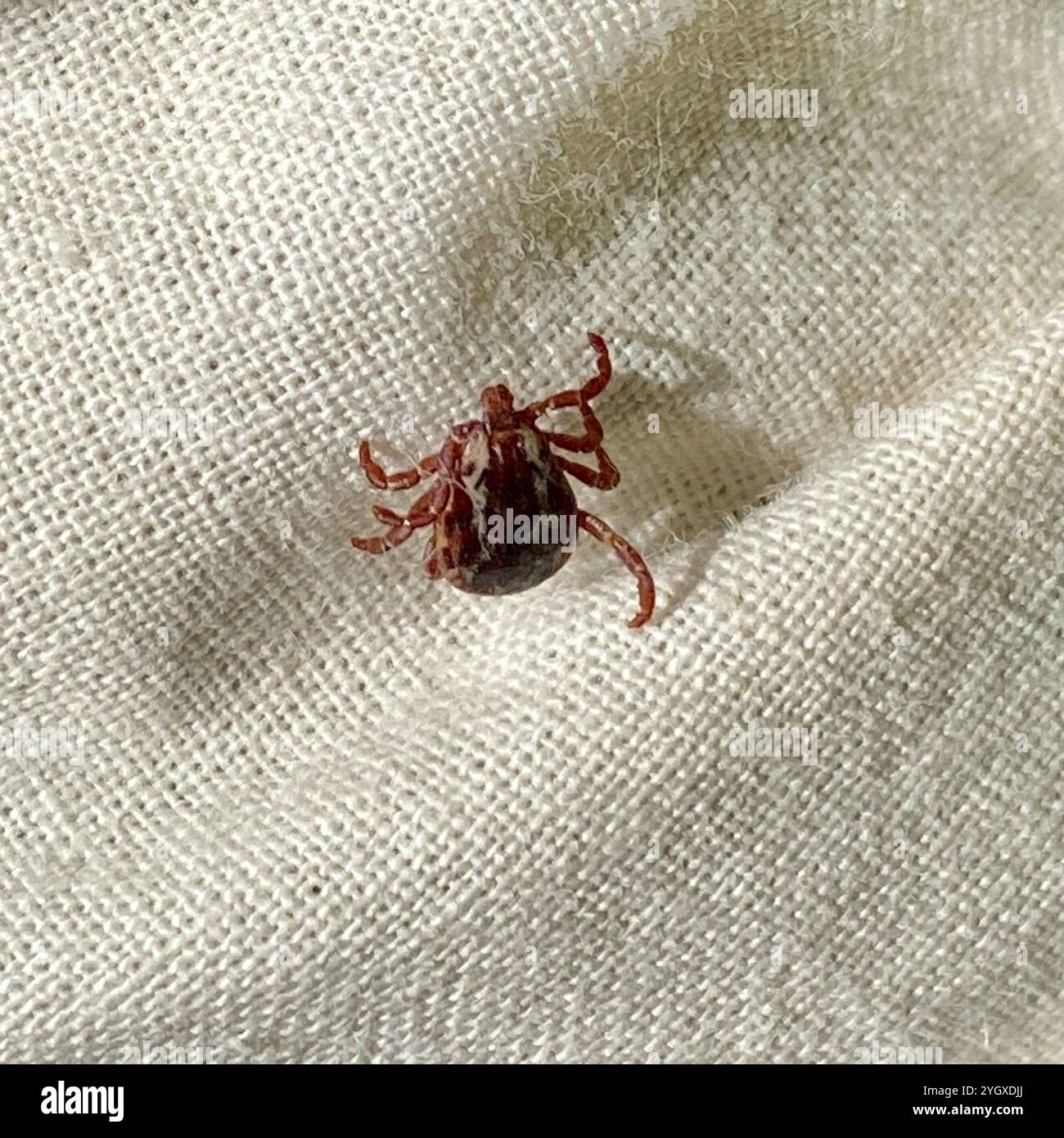 American Dog Tick (Dermacentor variabilis Stock Photo - Alamy