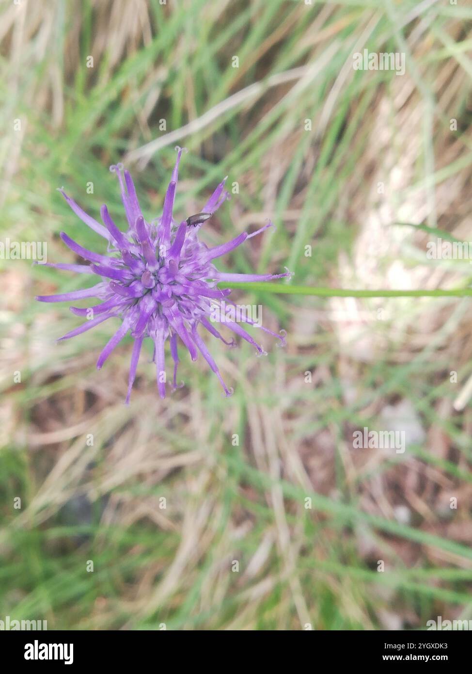 Phyteuma scheuchzeri hi-res stock photography and images - Alamy