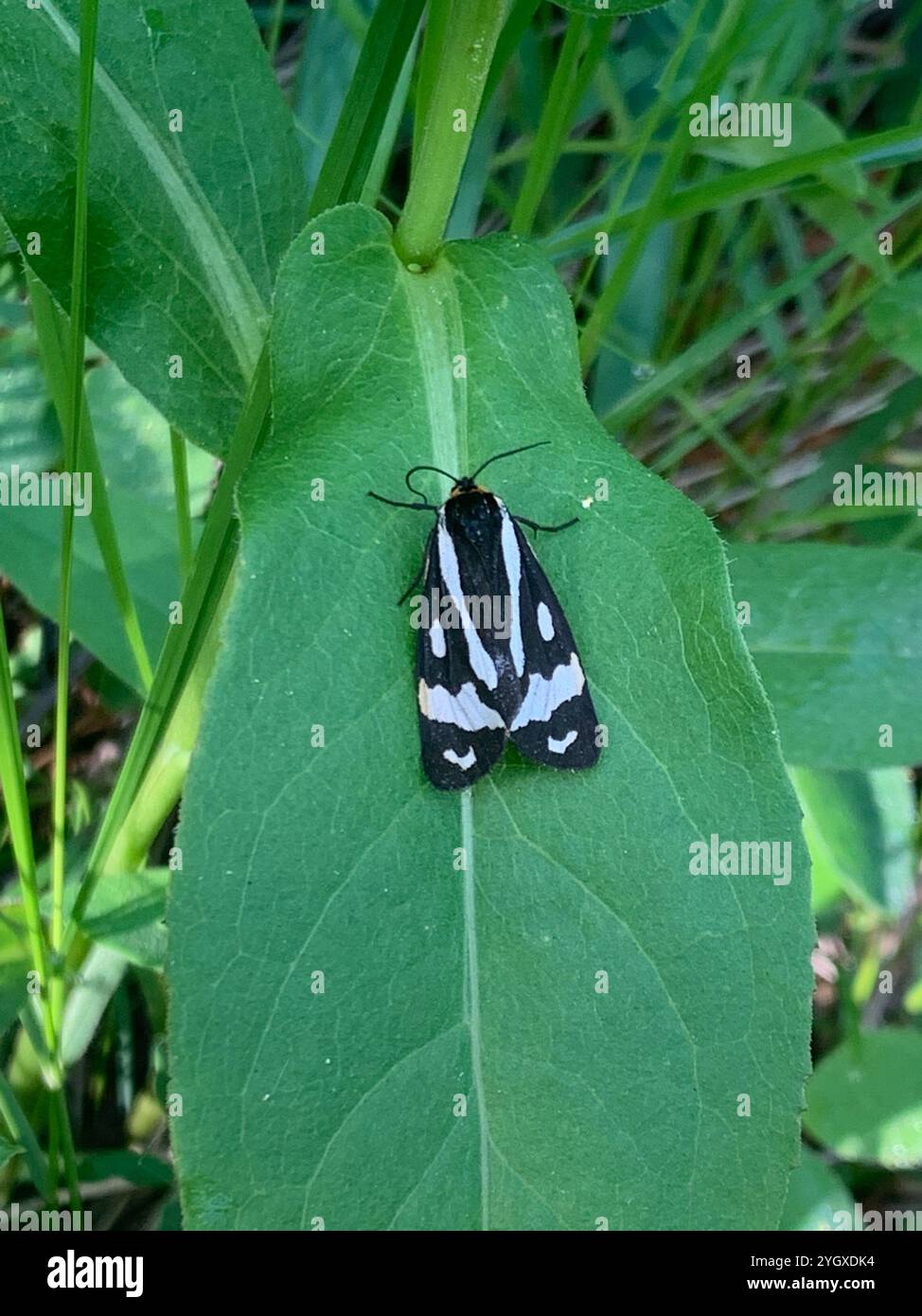 Wood Tiger (Arctia plantaginis Stock Photo - Alamy