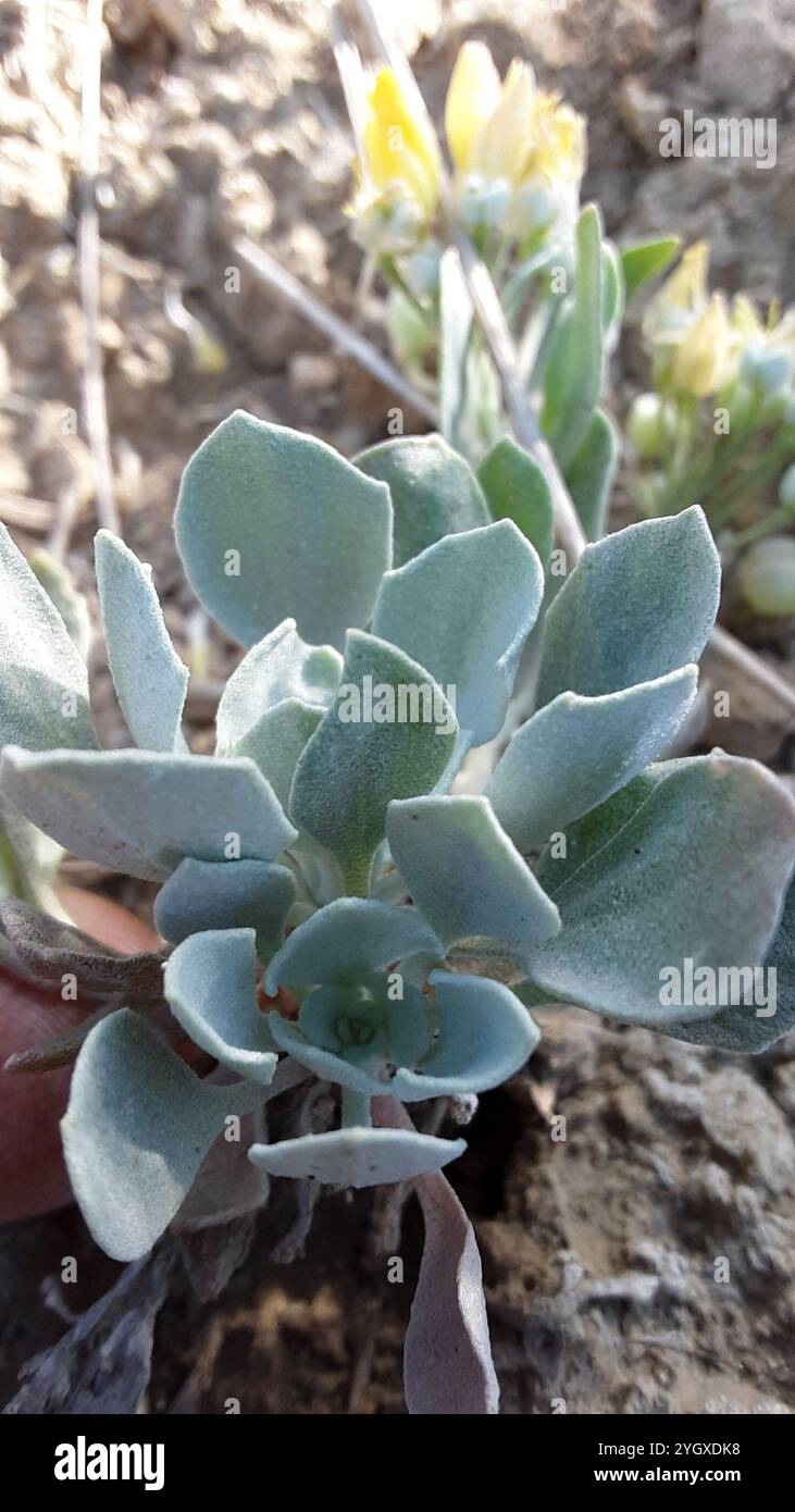 Double Twinpod (Physaria didymocarpa Stock Photo - Alamy