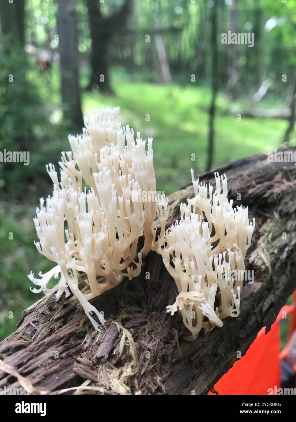 crown-tipped coral fungus (Artomyces pyxidatus Stock Photo - Alamy