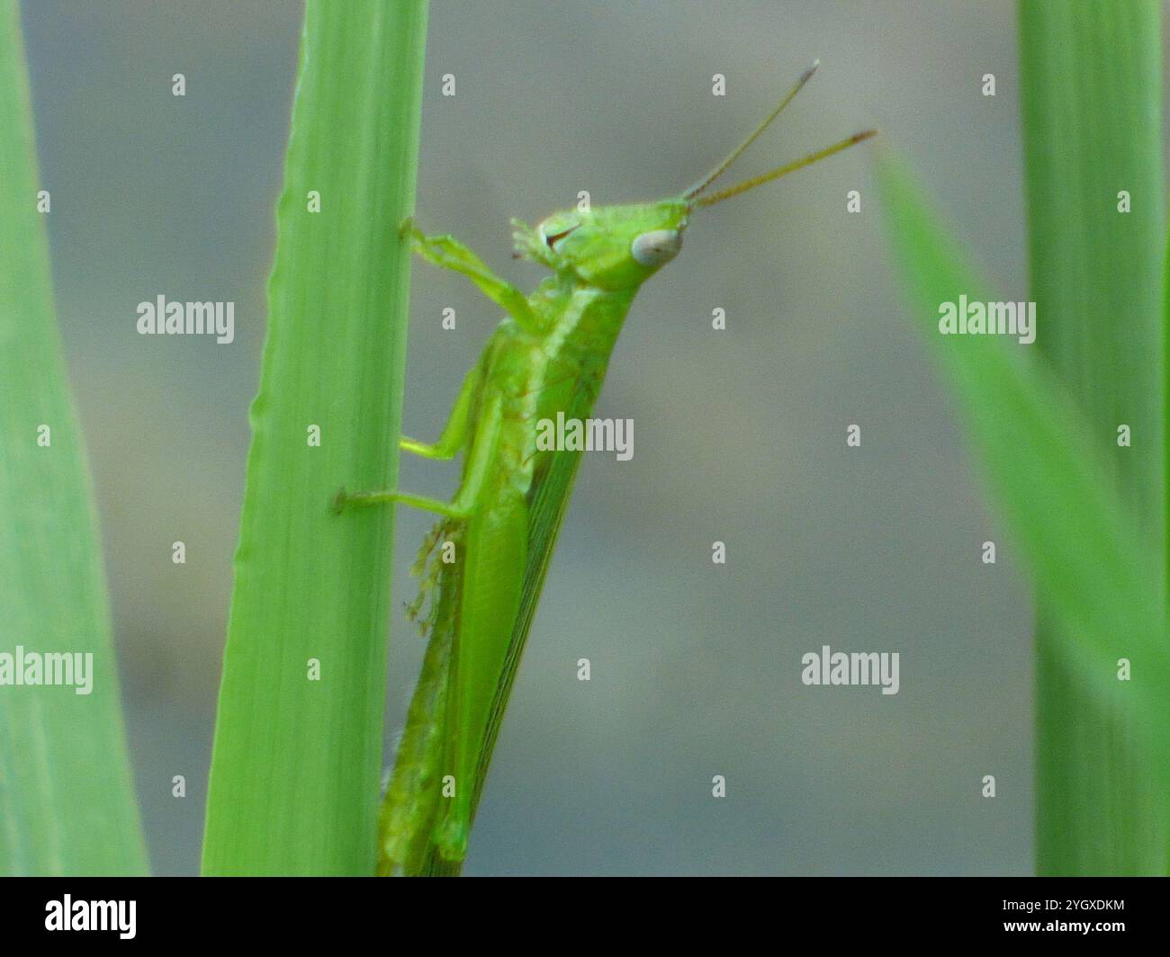 Glassy-winged Toothpick Grasshopper (Stenacris vitreipennis Stock Photo ...