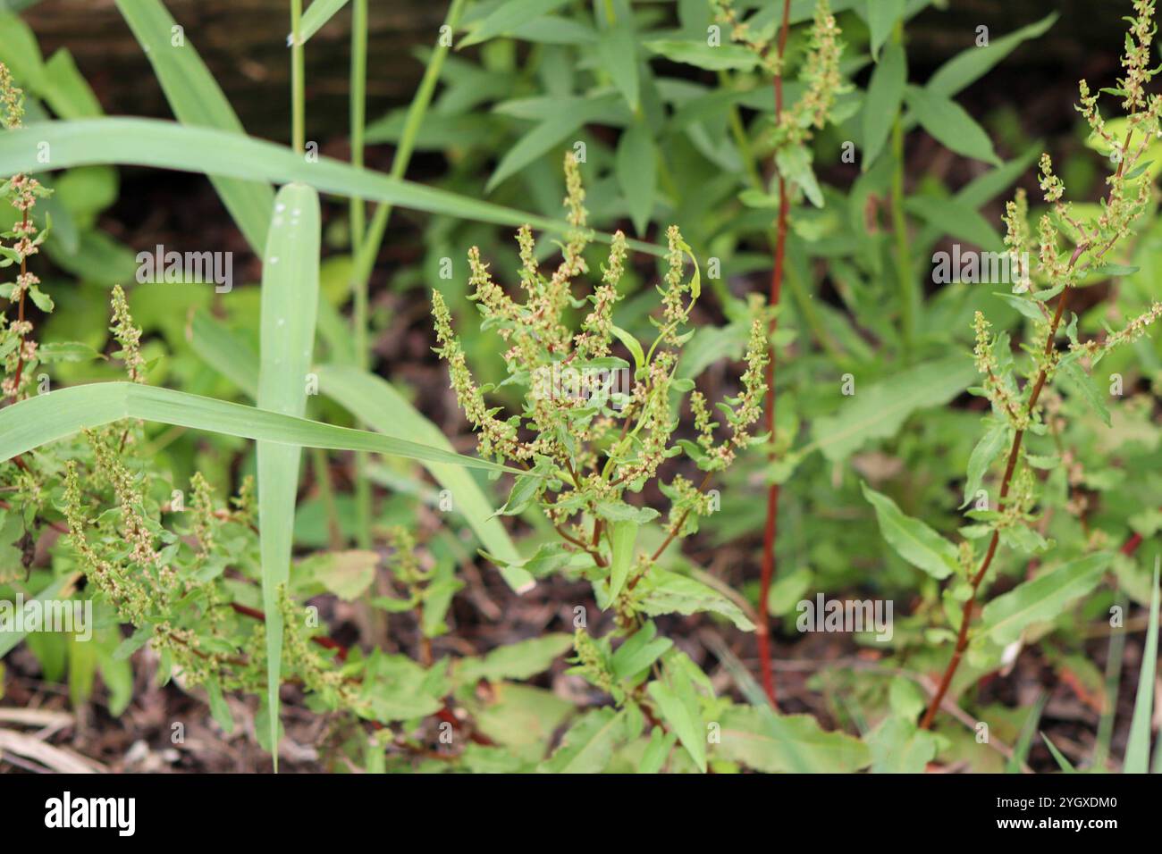 Clustered Dock (Rumex conglomeratus Stock Photo - Alamy