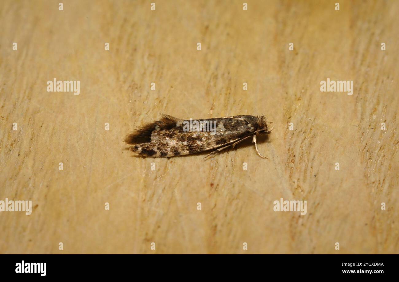 Cork Moth (Nemapogon cloacella Stock Photo - Alamy