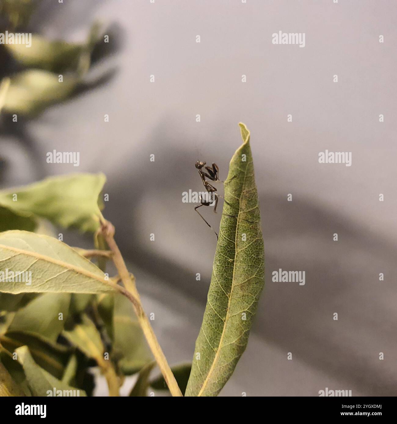 False garden mantis hi-res stock photography and images - Alamy