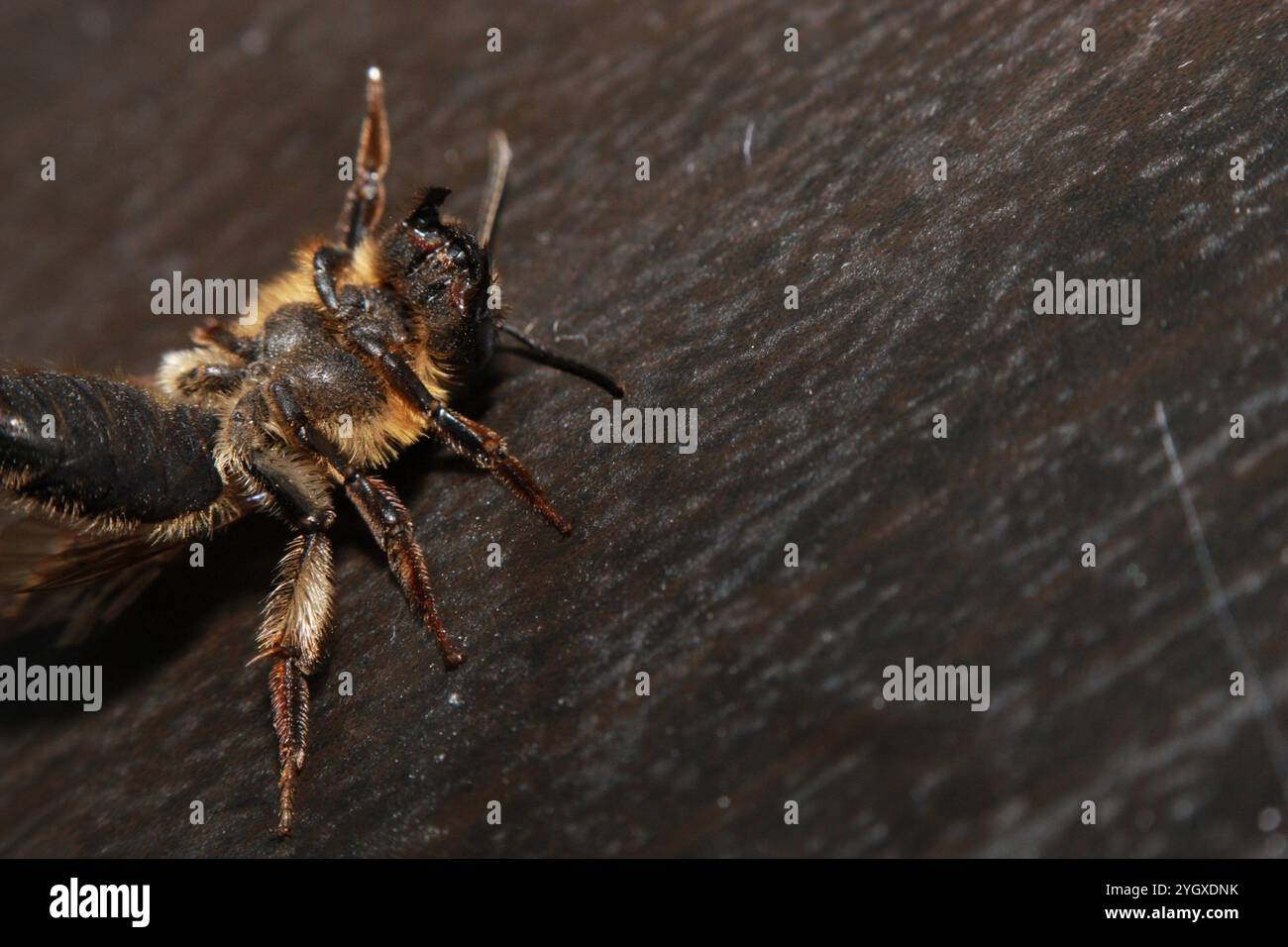 Chocolate Mining Bee (Andrena scotica Stock Photo - Alamy
