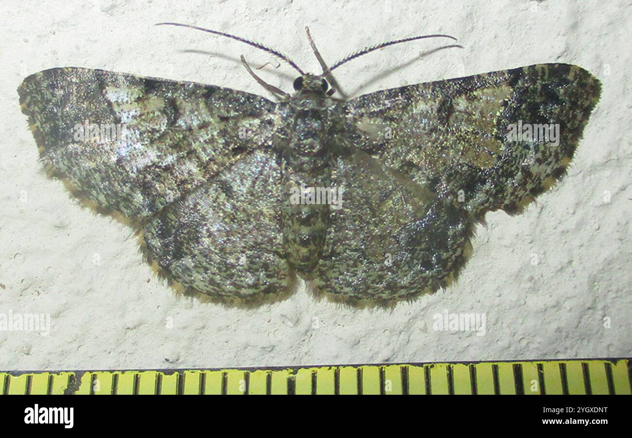 Geometer Moths (Geometridae Stock Photo - Alamy