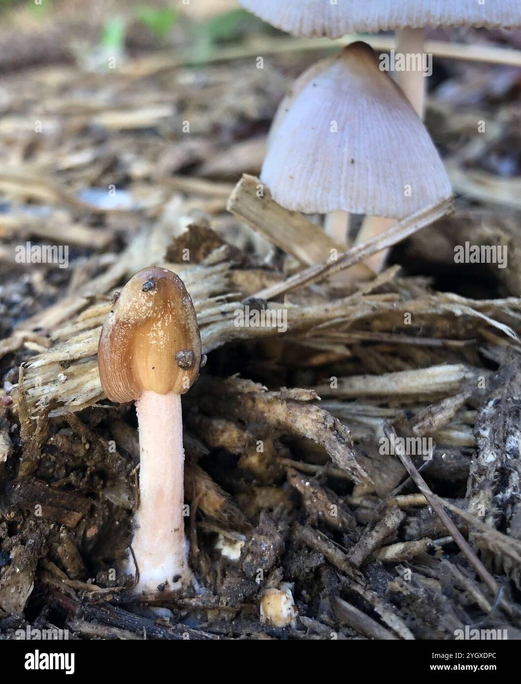 Bolbitius coprophilus hi-res stock photography and images - Alamy