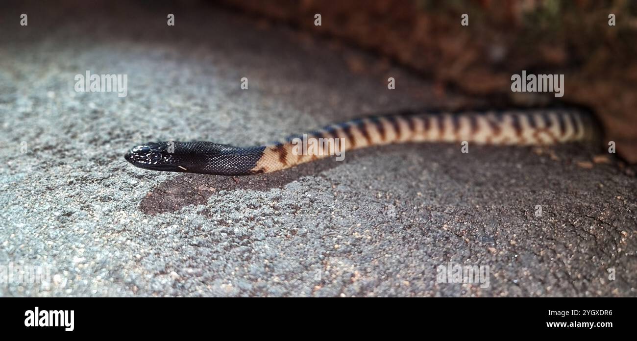Black-headed Python (Aspidites melanocephalus Stock Photo - Alamy