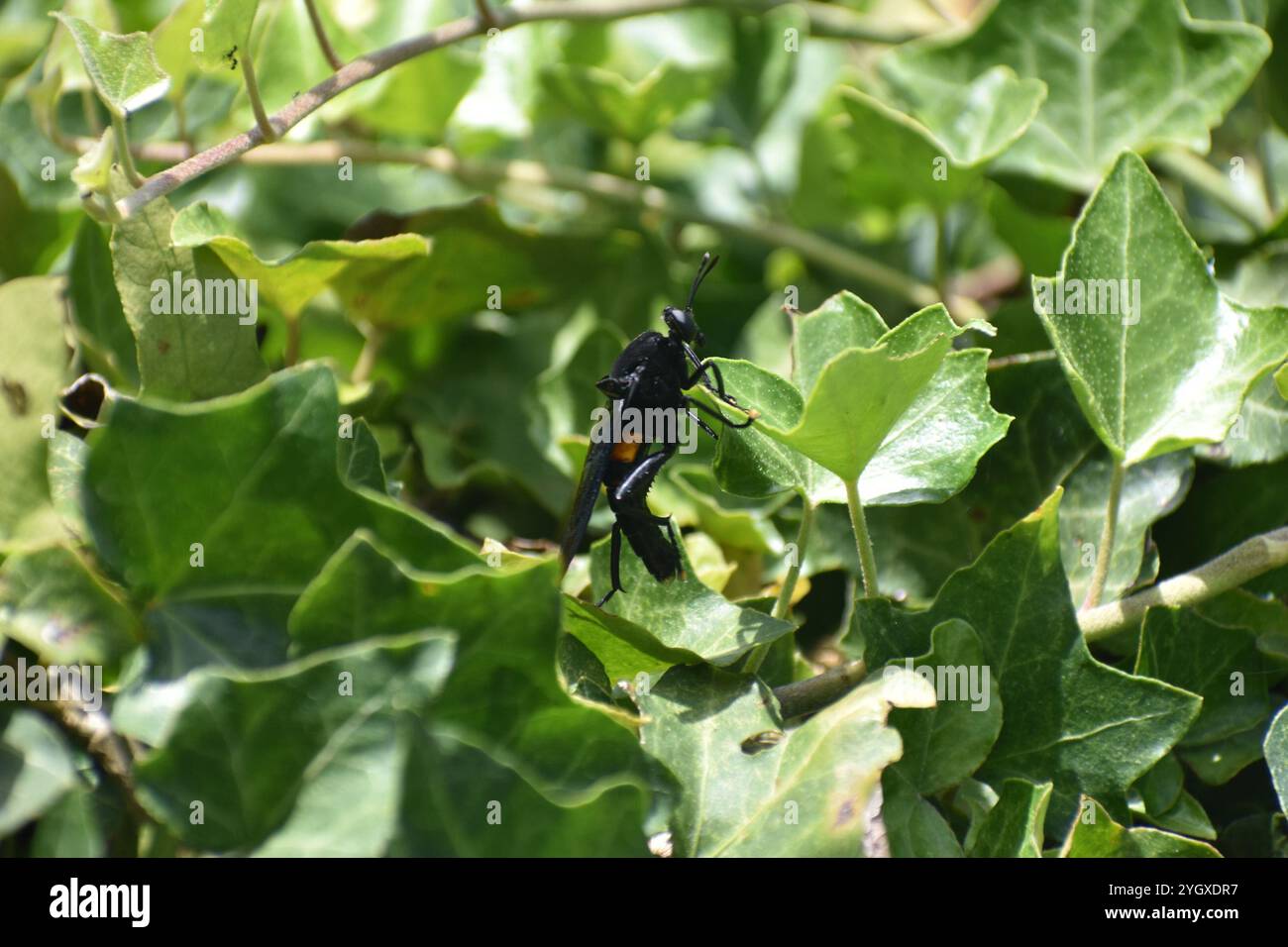 Clubbed mydas fly hi-res stock photography and images - Alamy