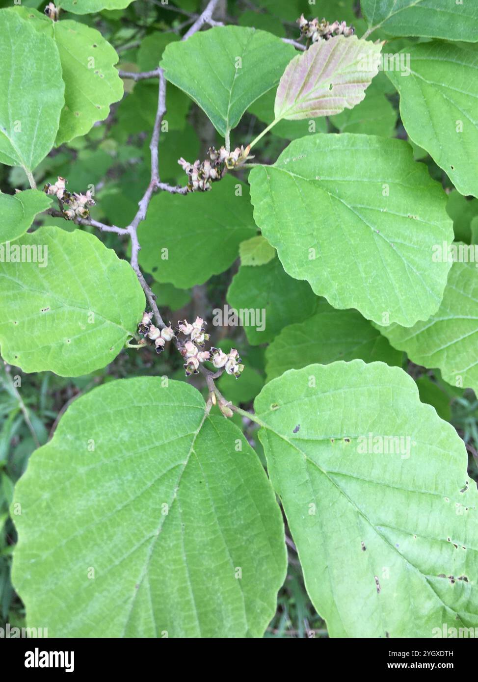 american witch-hazel (Hamamelis virginiana Stock Photo - Alamy