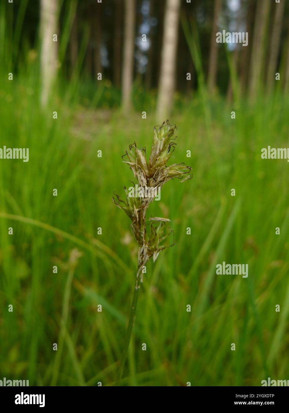 alpine grass (Carex brizoides Stock Photo - Alamy