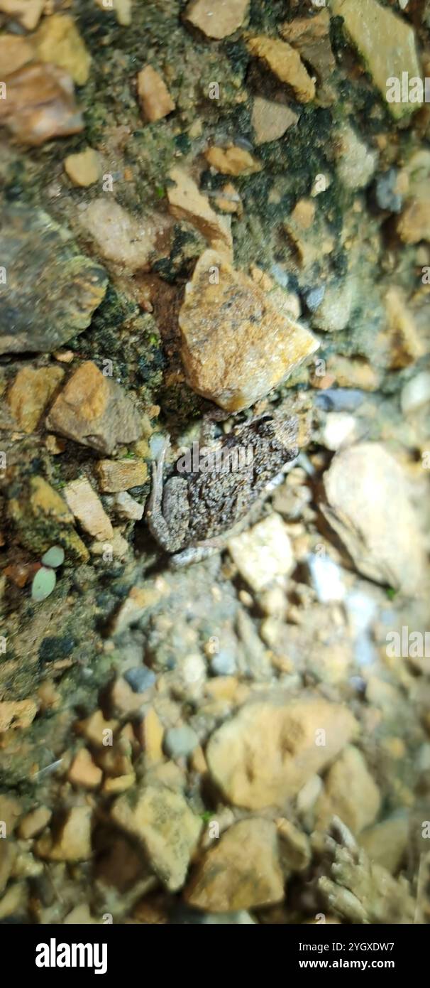 Common Eastern Froglet (Crinia signifera Stock Photo - Alamy