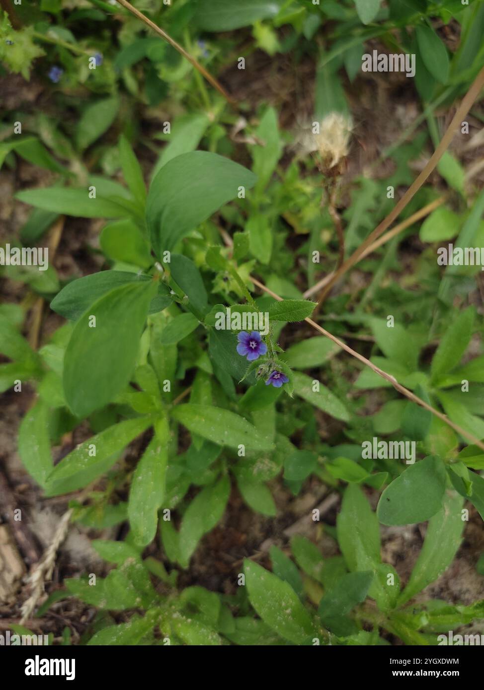 Asperugo procumbens hi-res stock photography and images - Alamy