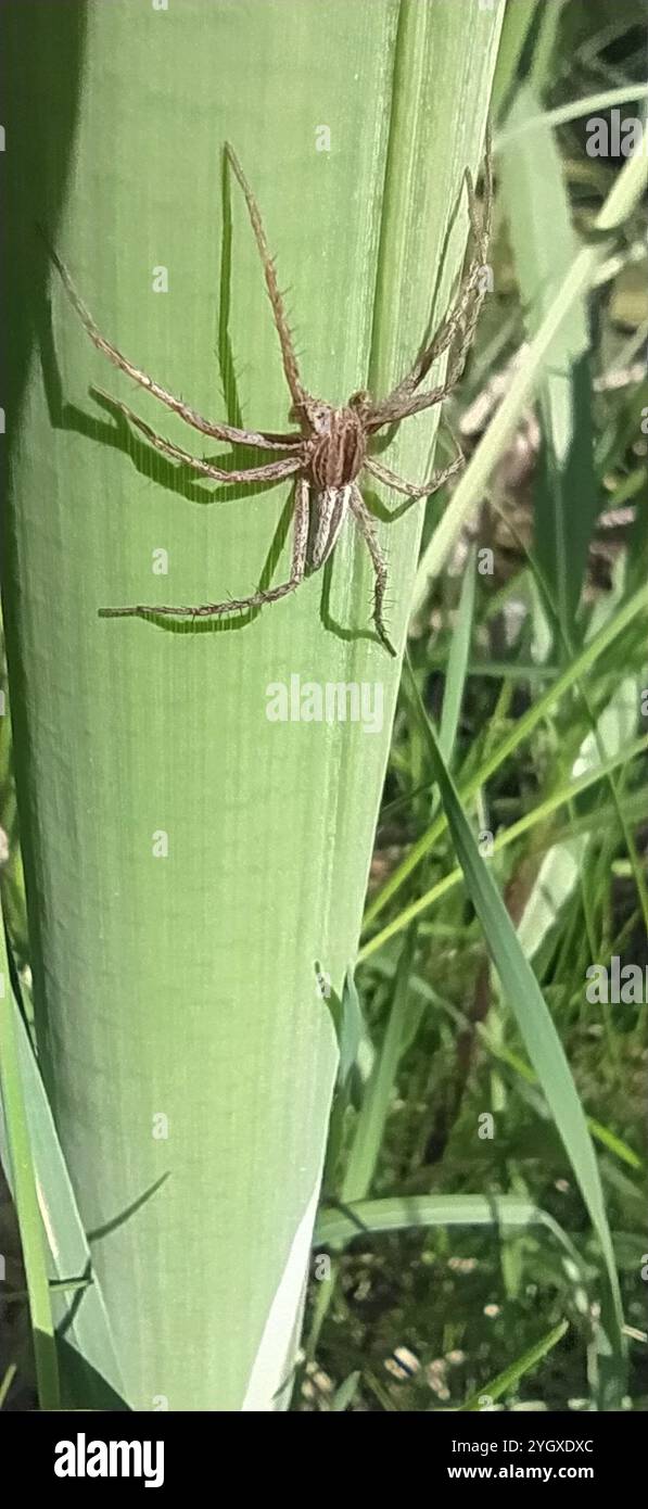 Slender Crab Spiders (Tibellus Stock Photo - Alamy