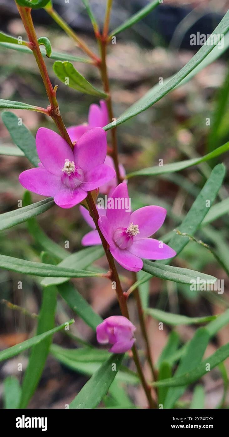 Crowea exalata hi-res stock photography and images - Alamy