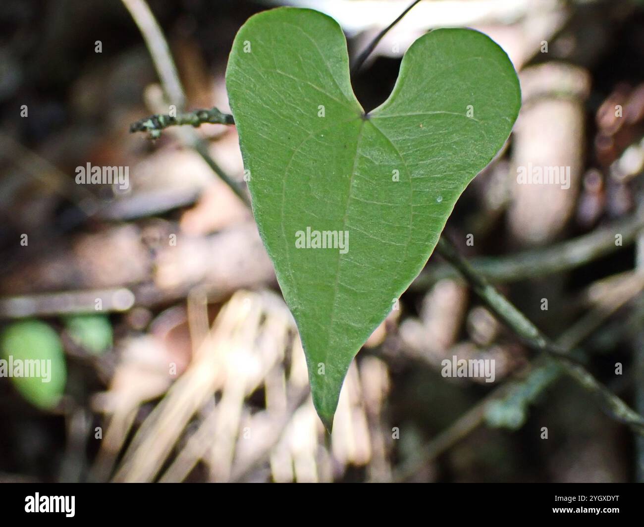 Forest Tortoise Plant (Dioscorea sylvatica sylvatica Stock Photo - Alamy