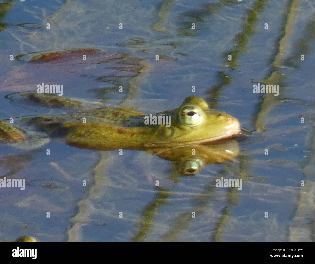 Marsh frog complex (Pelophylax ridibundus Stock Photo - Alamy