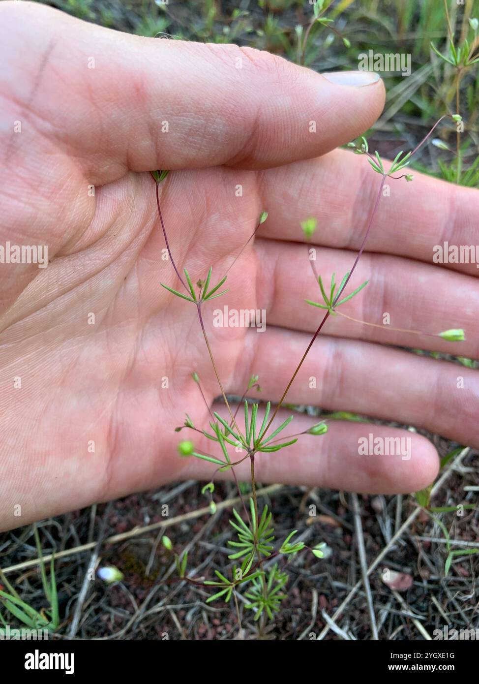 northern linanthus (Leptosiphon septentrionalis Stock Photo - Alamy