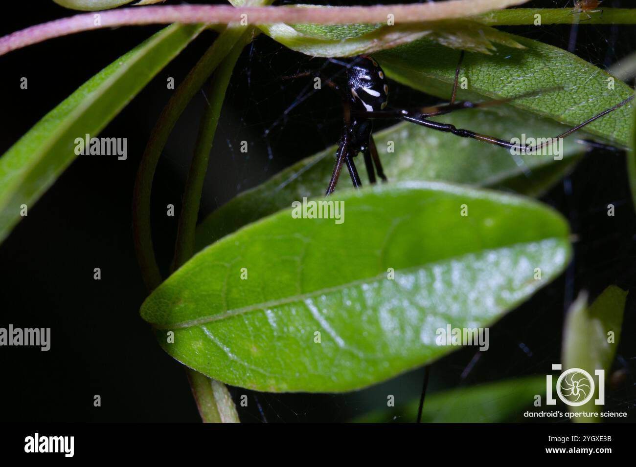 Southern Black Widow (Latrodectus mactans Stock Photo - Alamy