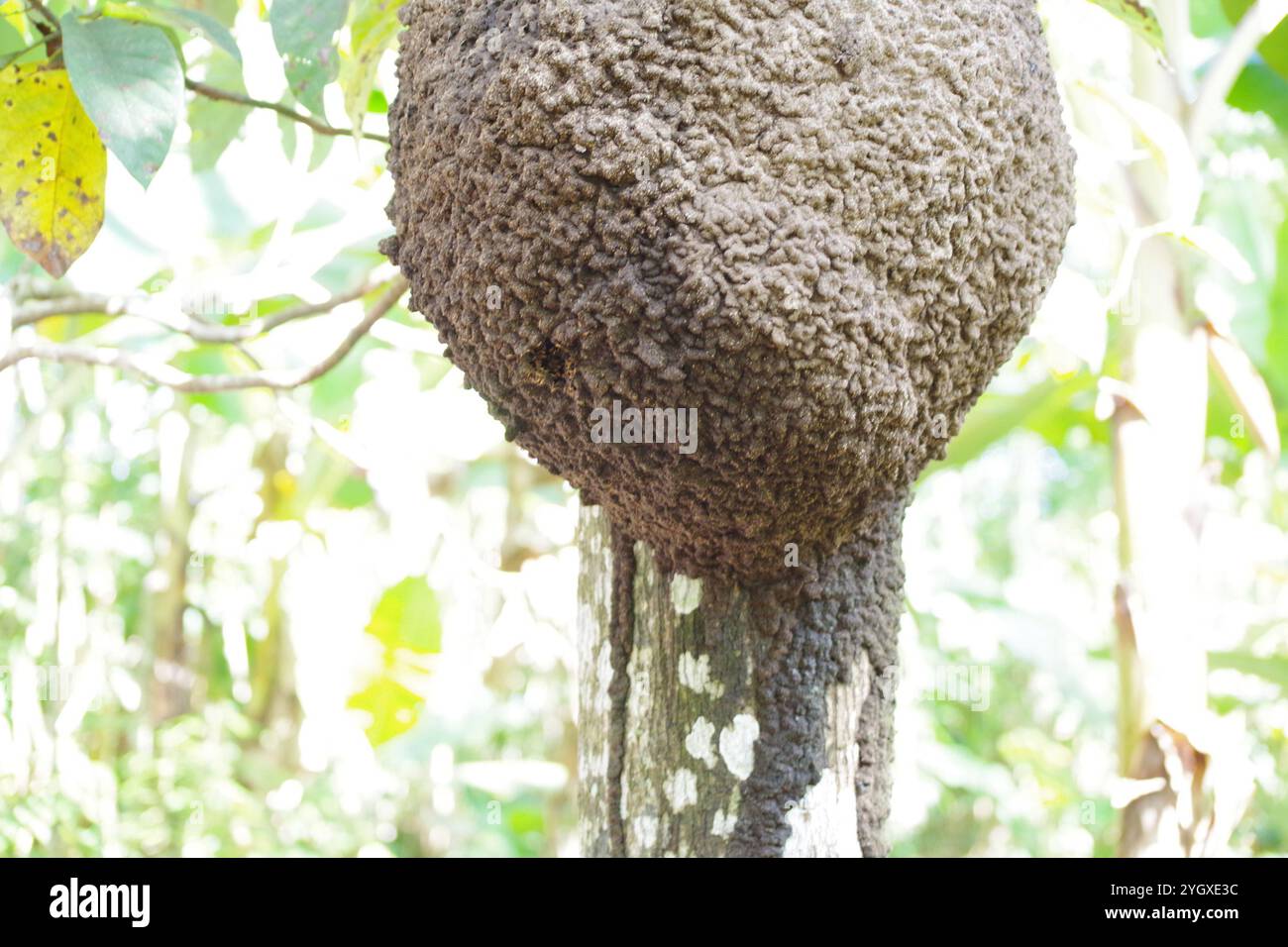 Conehead Termites (Nasutitermes Stock Photo - Alamy