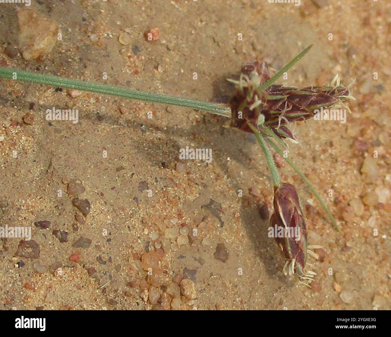 Slender Sedge (Bulbostylis hispidula Stock Photo - Alamy