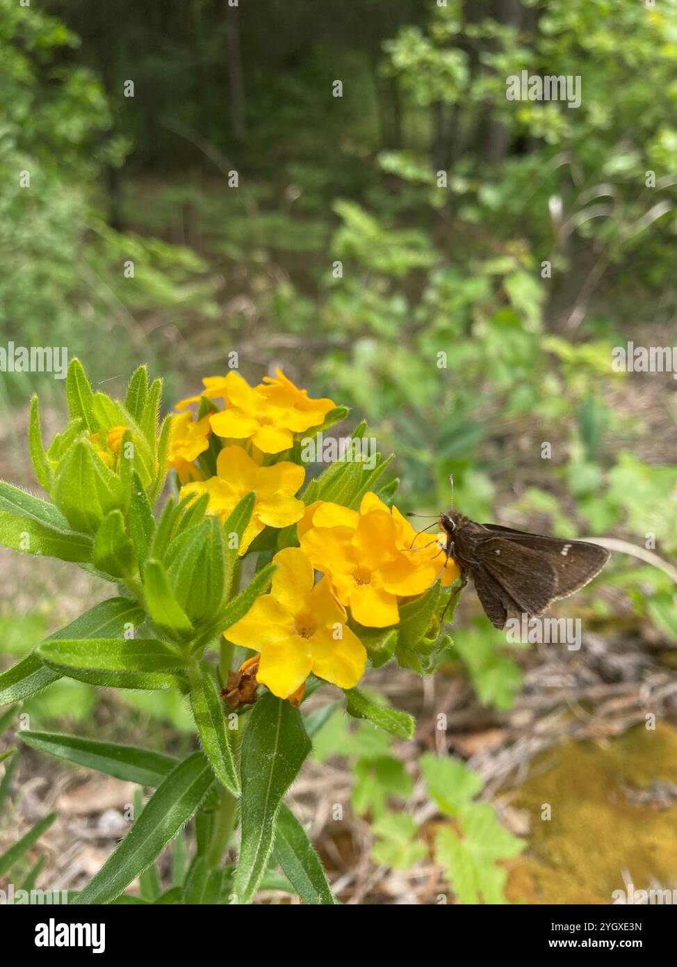 Dusted Skipper (Atrytonopsis hianna Stock Photo - Alamy