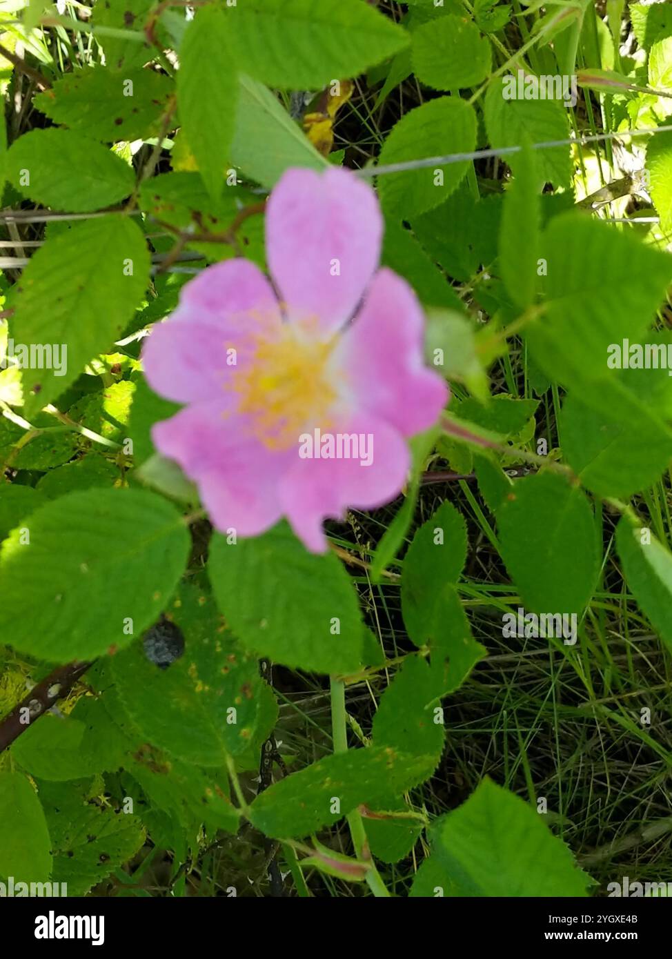climbing prairie rose (Rosa setigera Stock Photo - Alamy