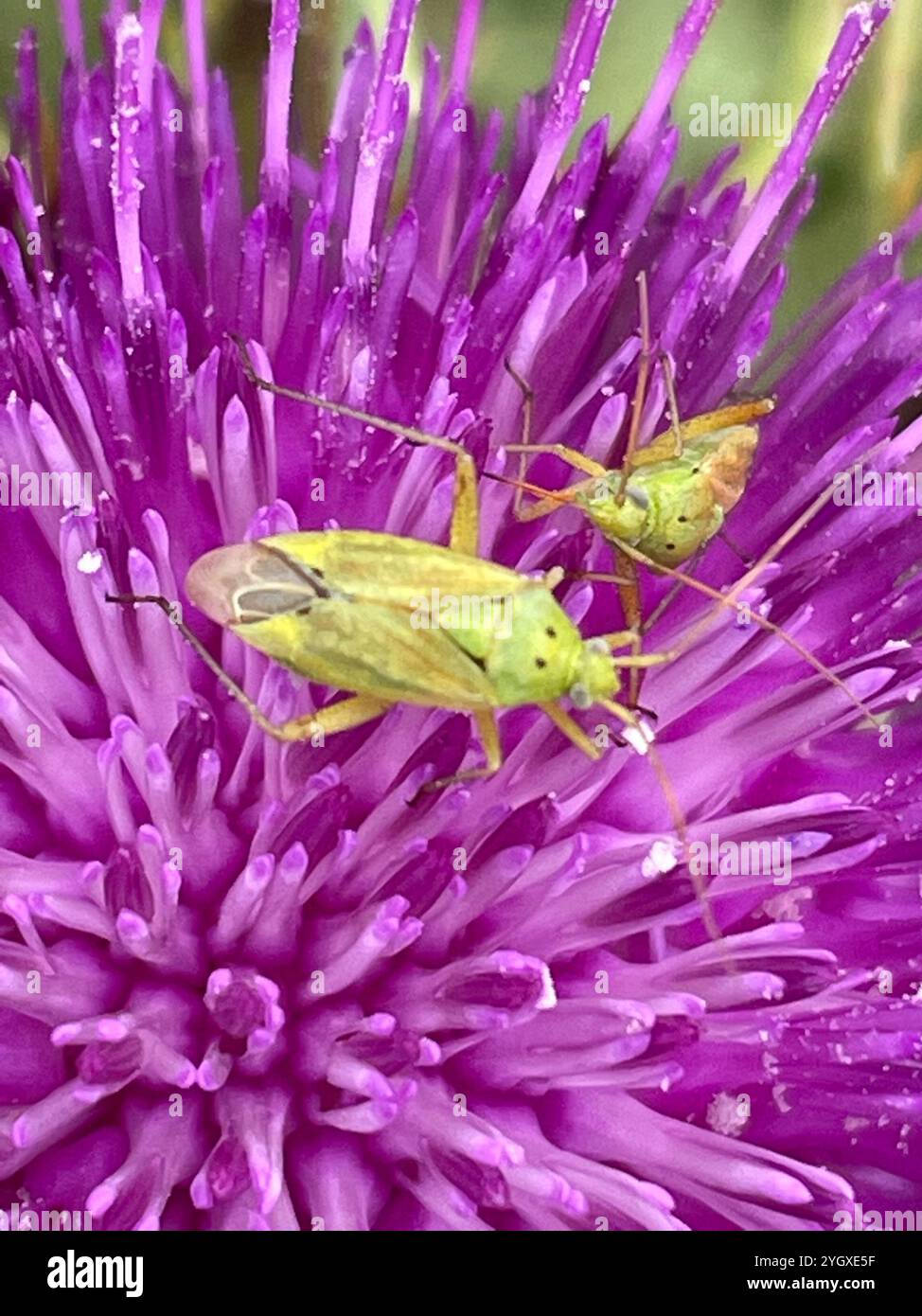 Potato Mirid (Closterotomus norwegicus Stock Photo - Alamy