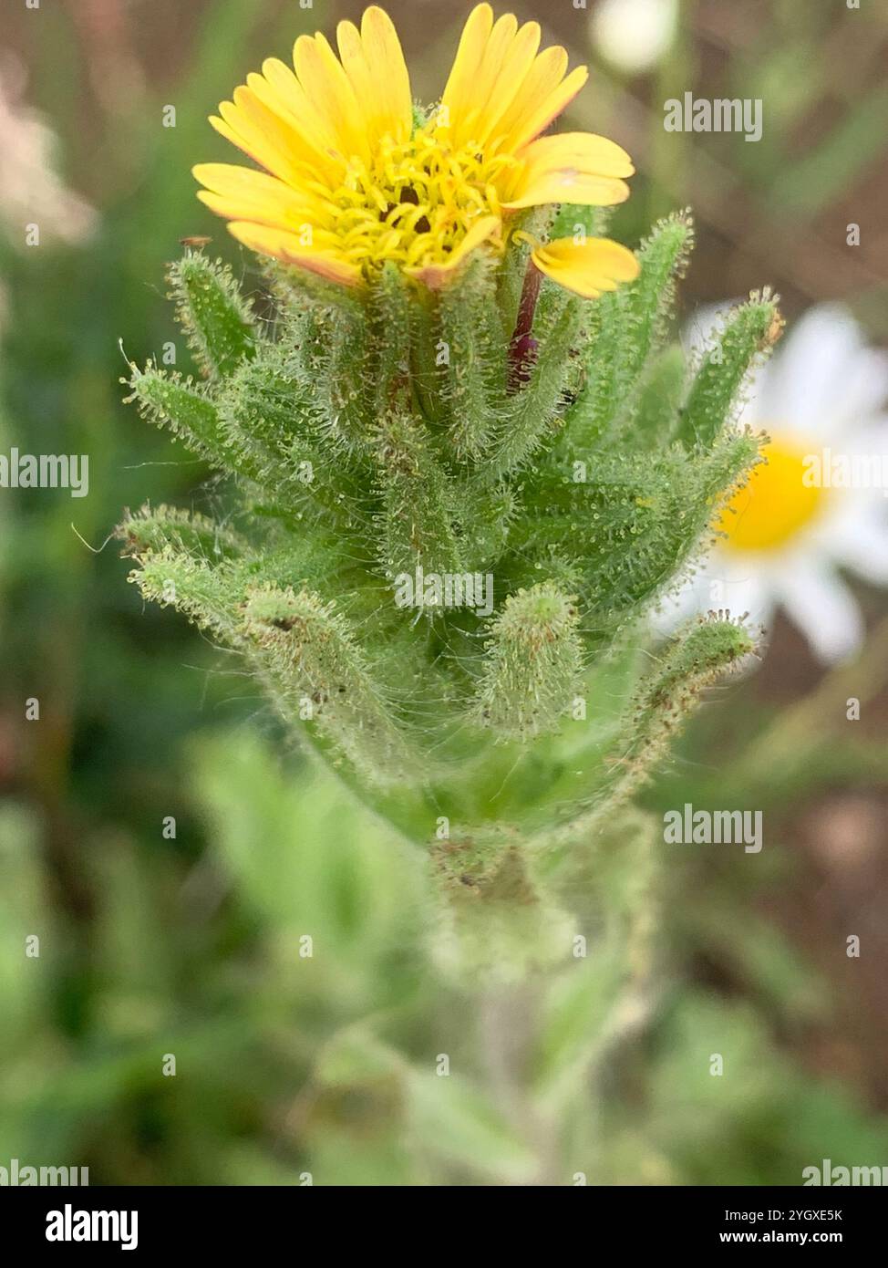 Madia sativa hi-res stock photography and images - Alamy