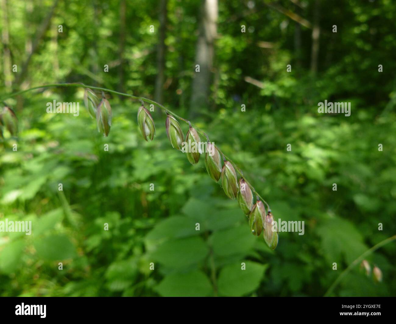 Mountain Melick (Melica nutans Stock Photo - Alamy