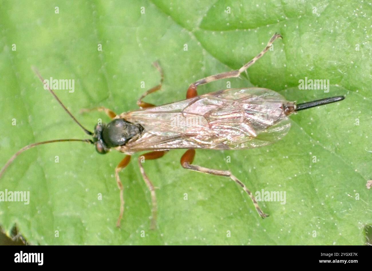 Itoplectis maculator hi-res stock photography and images - Alamy