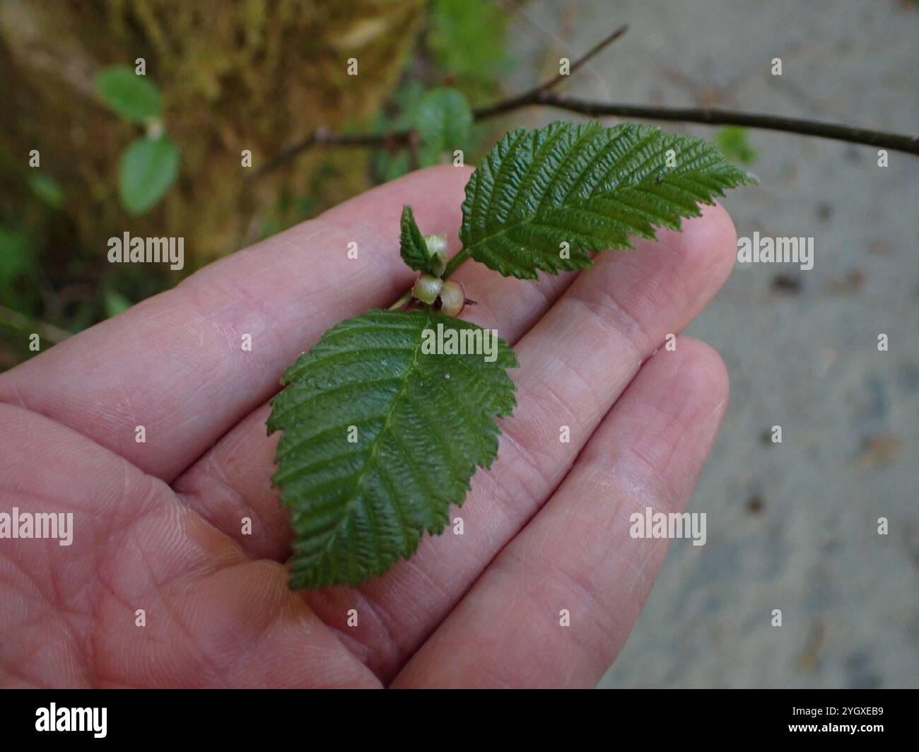 Red Alder (Alnus rubra Stock Photo - Alamy