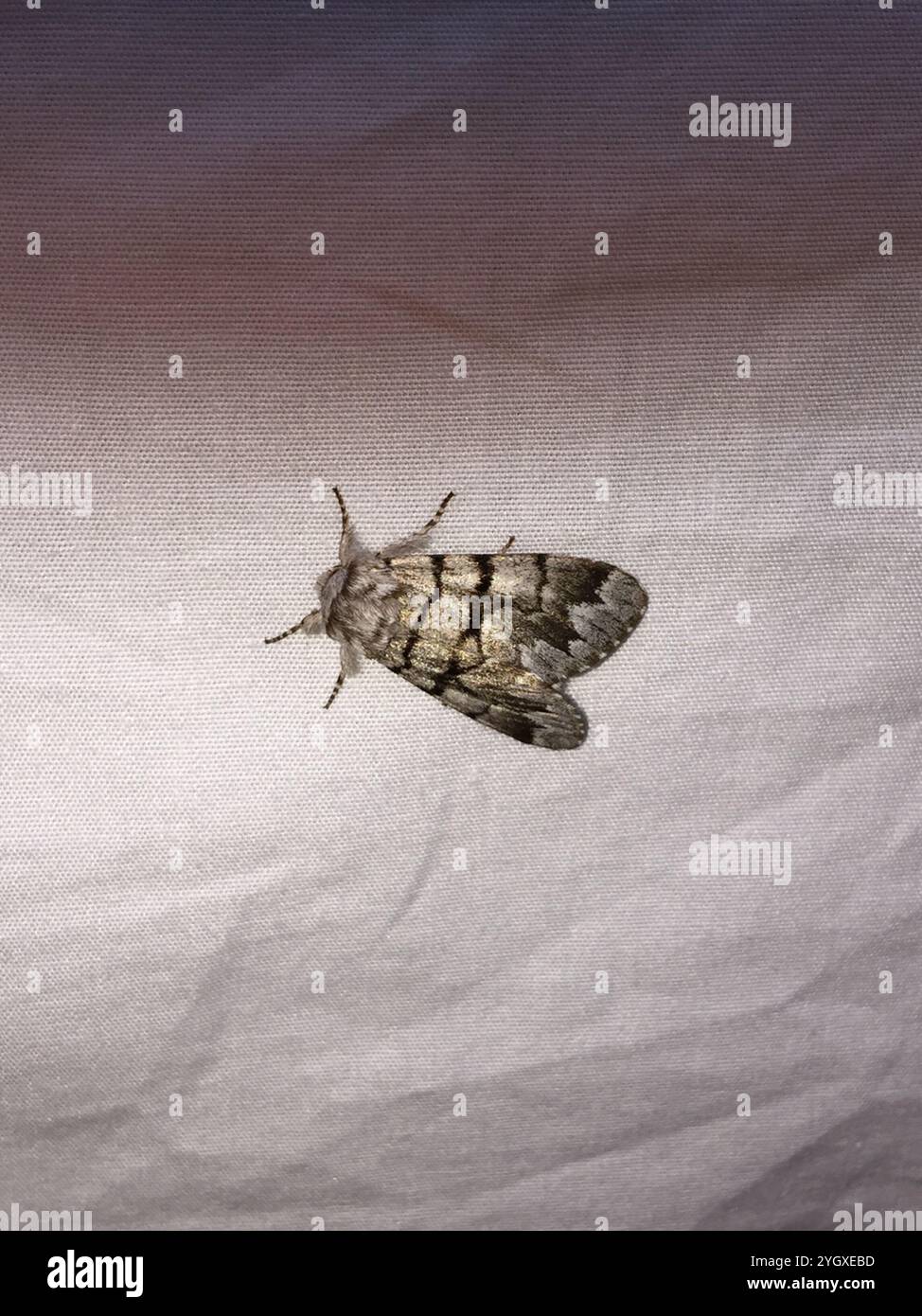 Eastern Panthea Moth (Panthea furcilla Stock Photo - Alamy