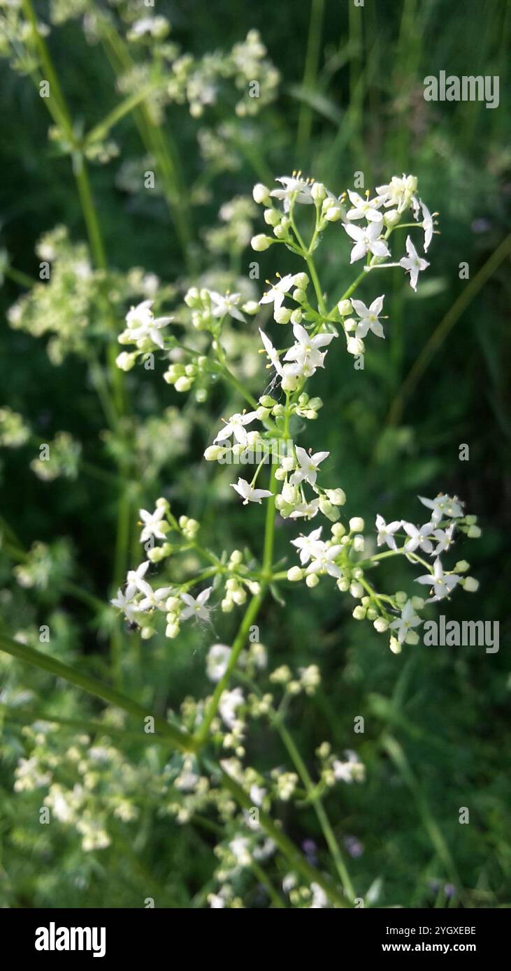 white bedstraw (Galium album Stock Photo - Alamy