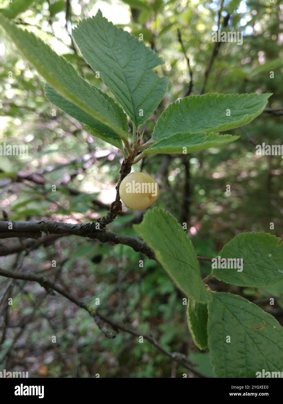 American plum (Prunus americana Stock Photo - Alamy