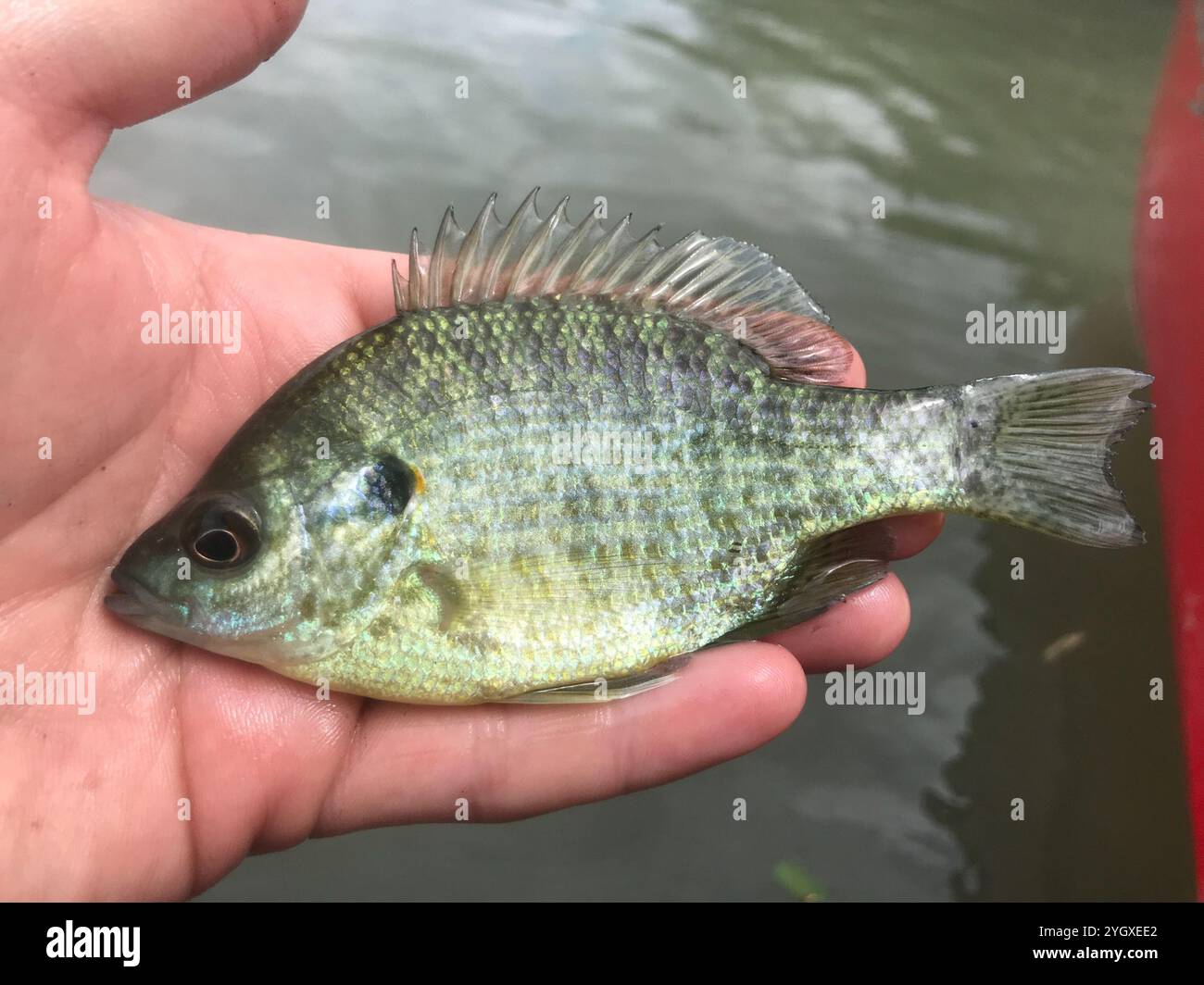 Redear Sunfish (Lepomis microlophus Stock Photo - Alamy