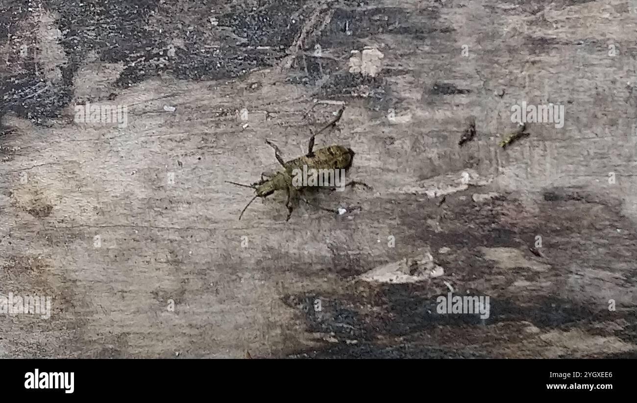 Blackspotted Longhorn Beetle (Rhagium mordax Stock Photo - Alamy