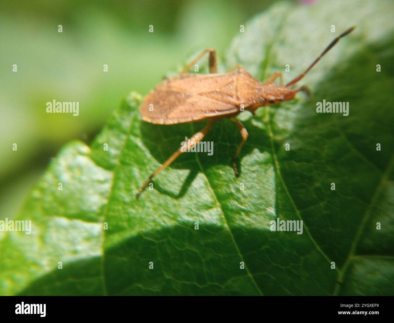 Slender-horned Leatherbug (Ceraleptus lividus Stock Photo - Alamy