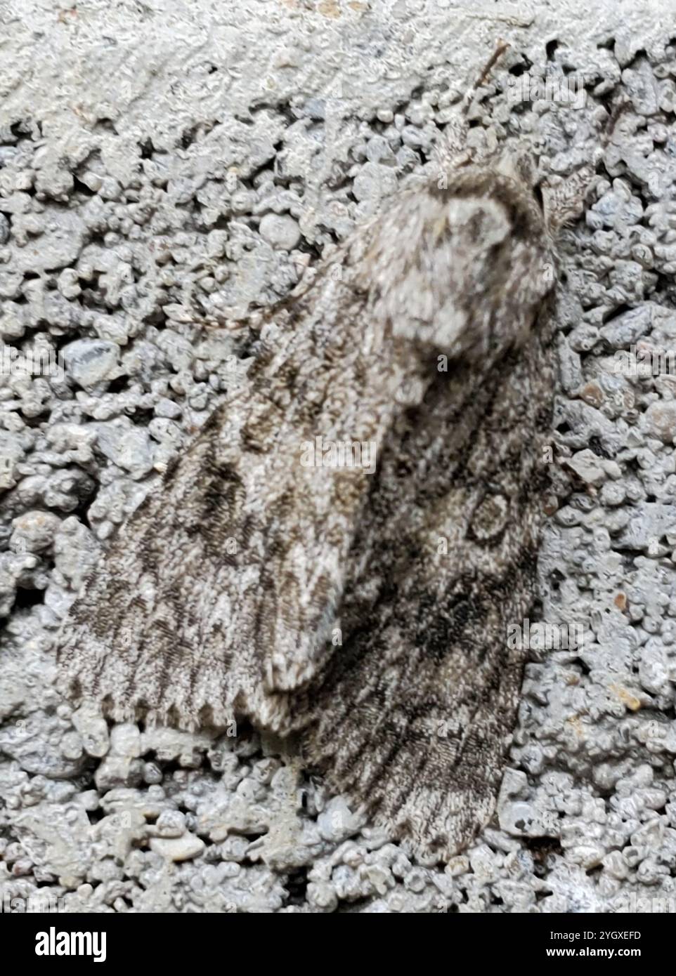 Hackberry Dagger (Acronicta rubricoma Stock Photo - Alamy