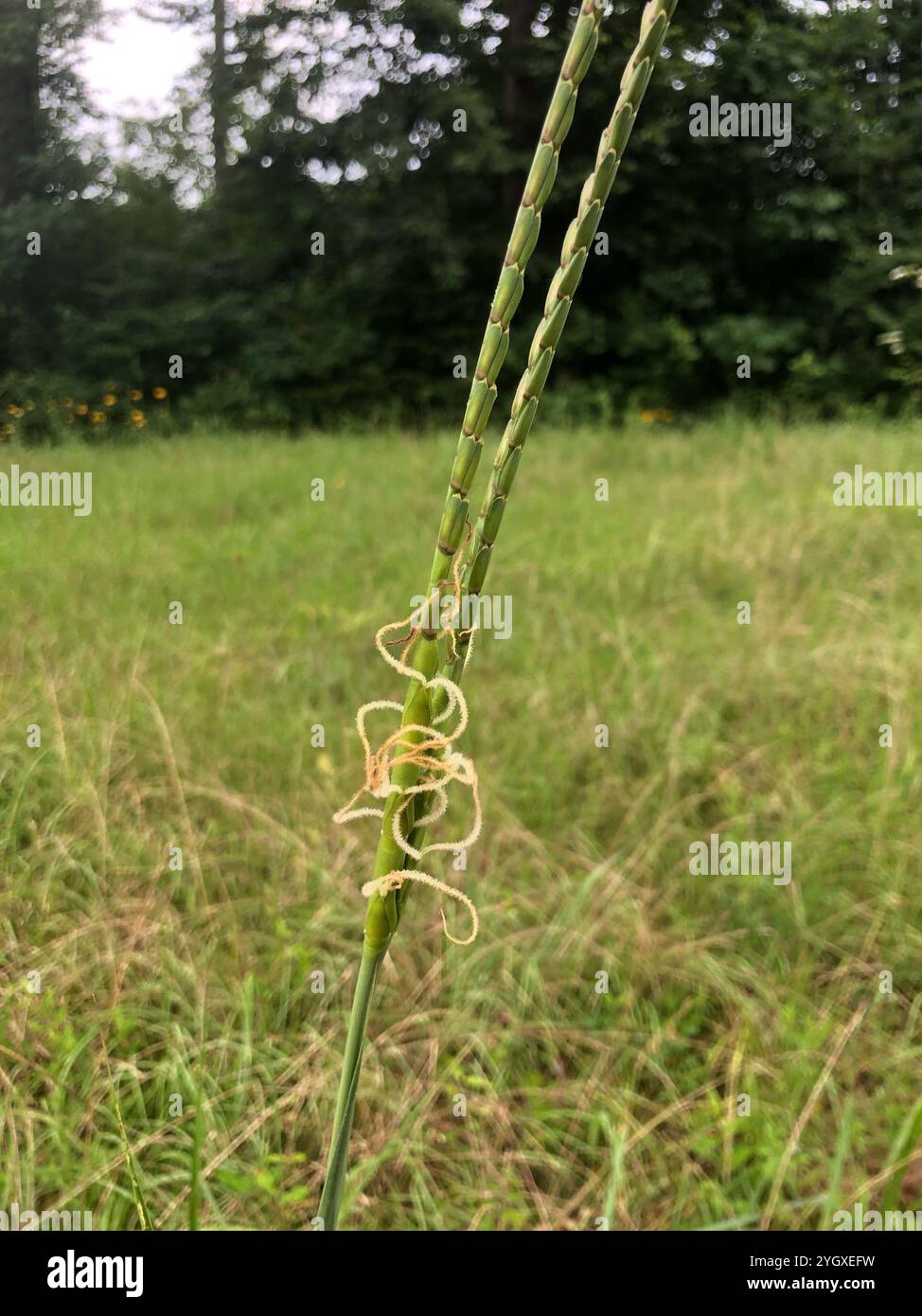 eastern gamagrass (Tripsacum dactyloides Stock Photo - Alamy
