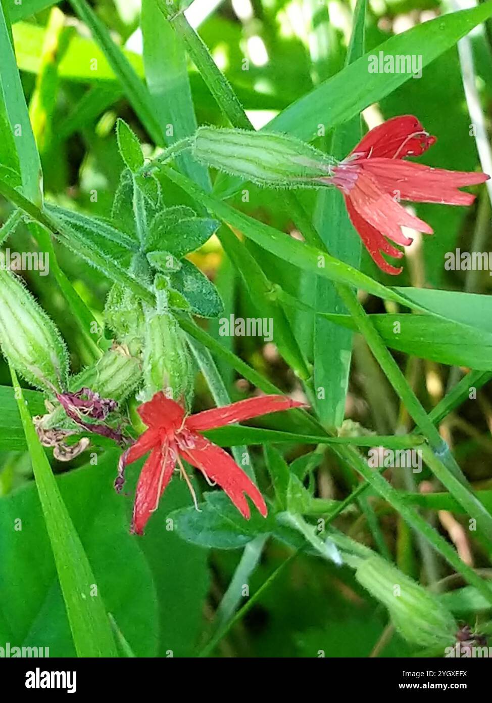 fire pink (Silene virginica Stock Photo - Alamy