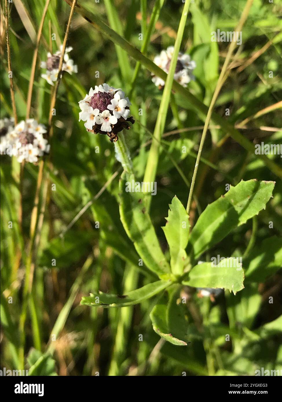 turkey tangle frogfruit (Phyla nodiflora Stock Photo - Alamy