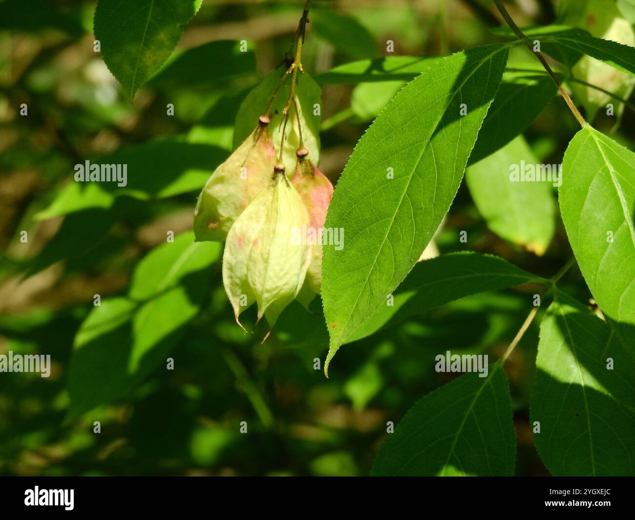 American bladdernut (Staphylea trifolia Stock Photo - Alamy