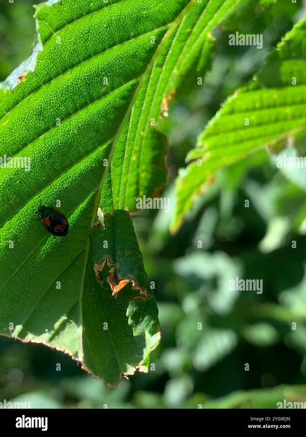 Two-spotted Lady Beetle (Adalia bipunctata Stock Photo - Alamy