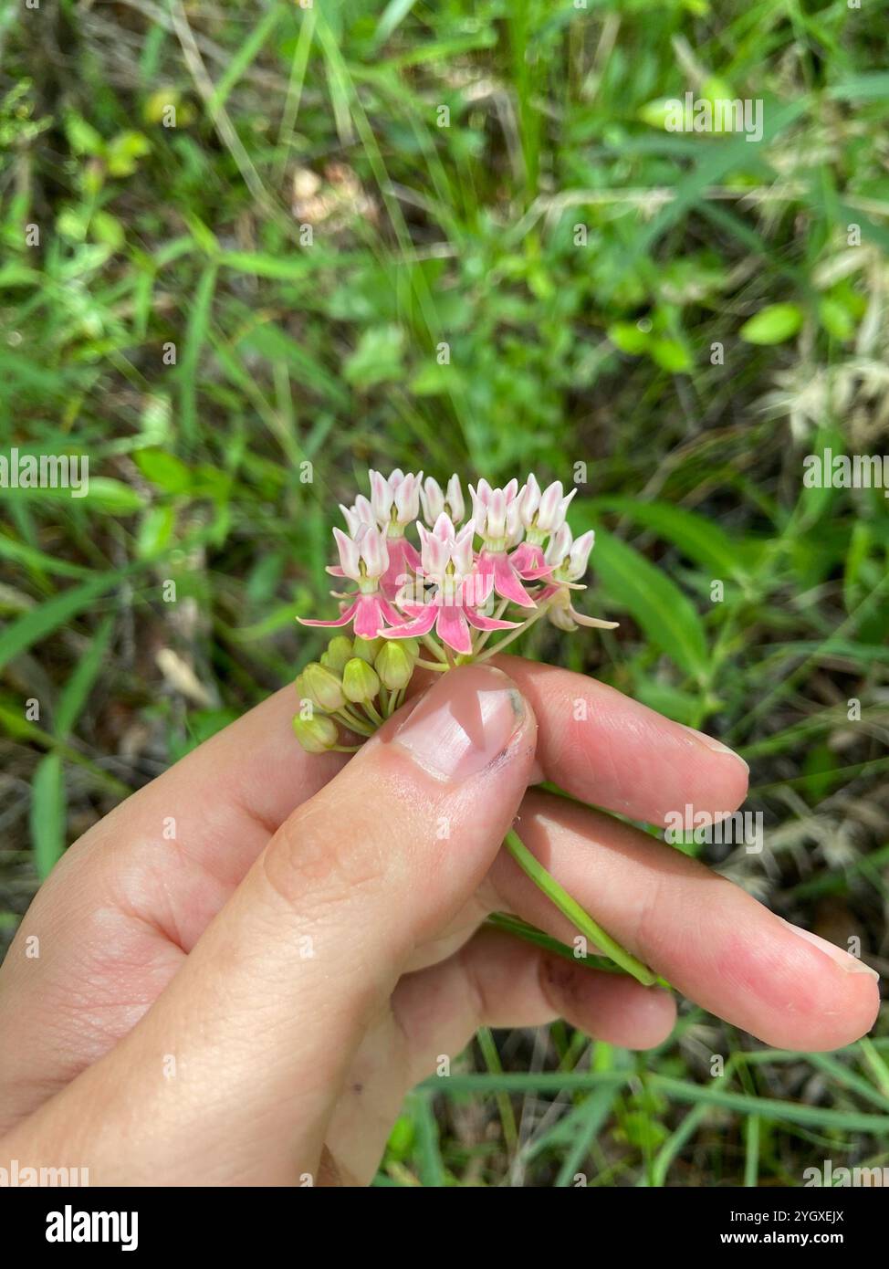 red milkweed (Asclepias rubra Stock Photo - Alamy