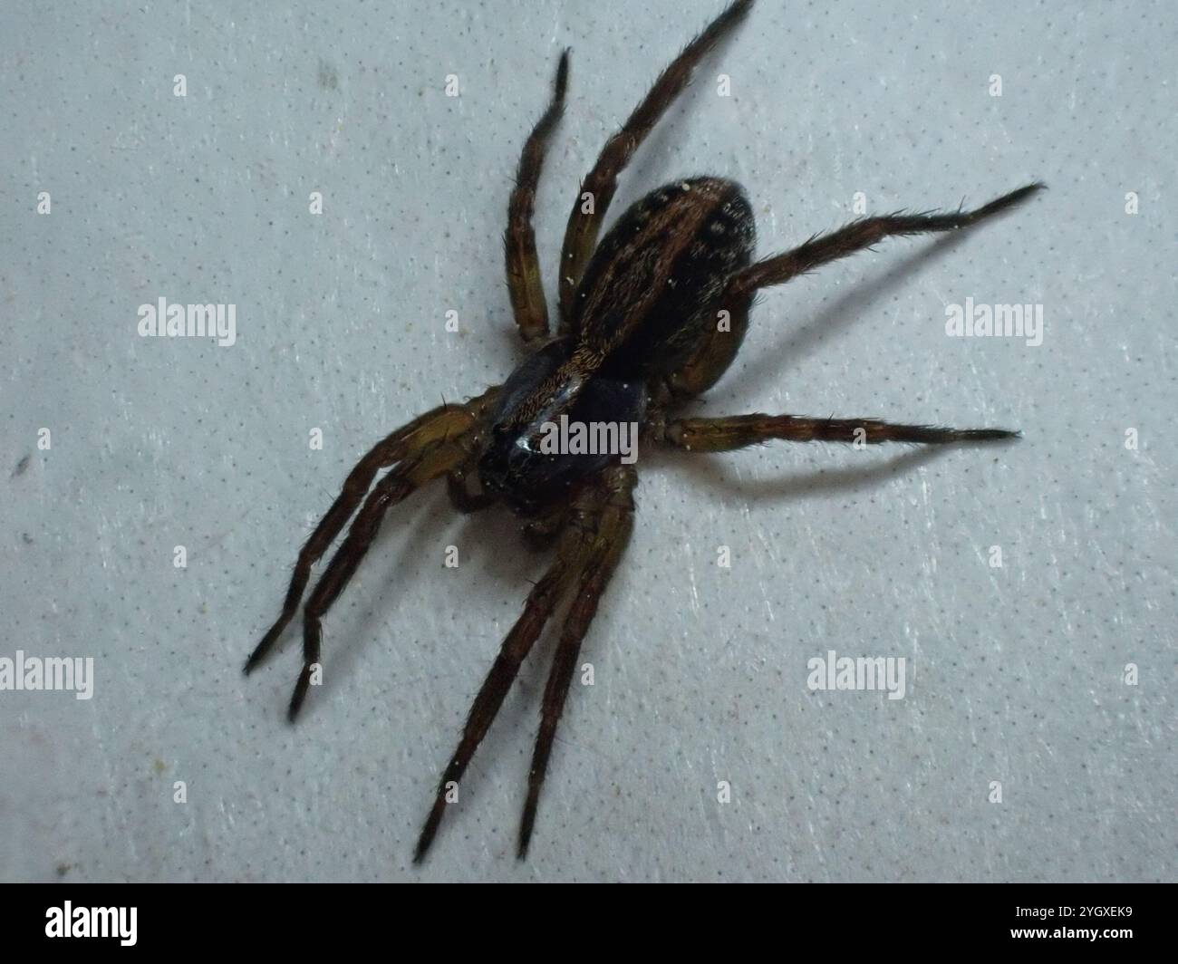 Fox Spiders (Alopecosa Stock Photo - Alamy